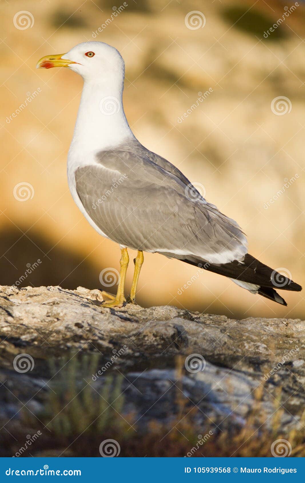 Seagull bird stock photo. Image of bird, portugal, animal - 105939568