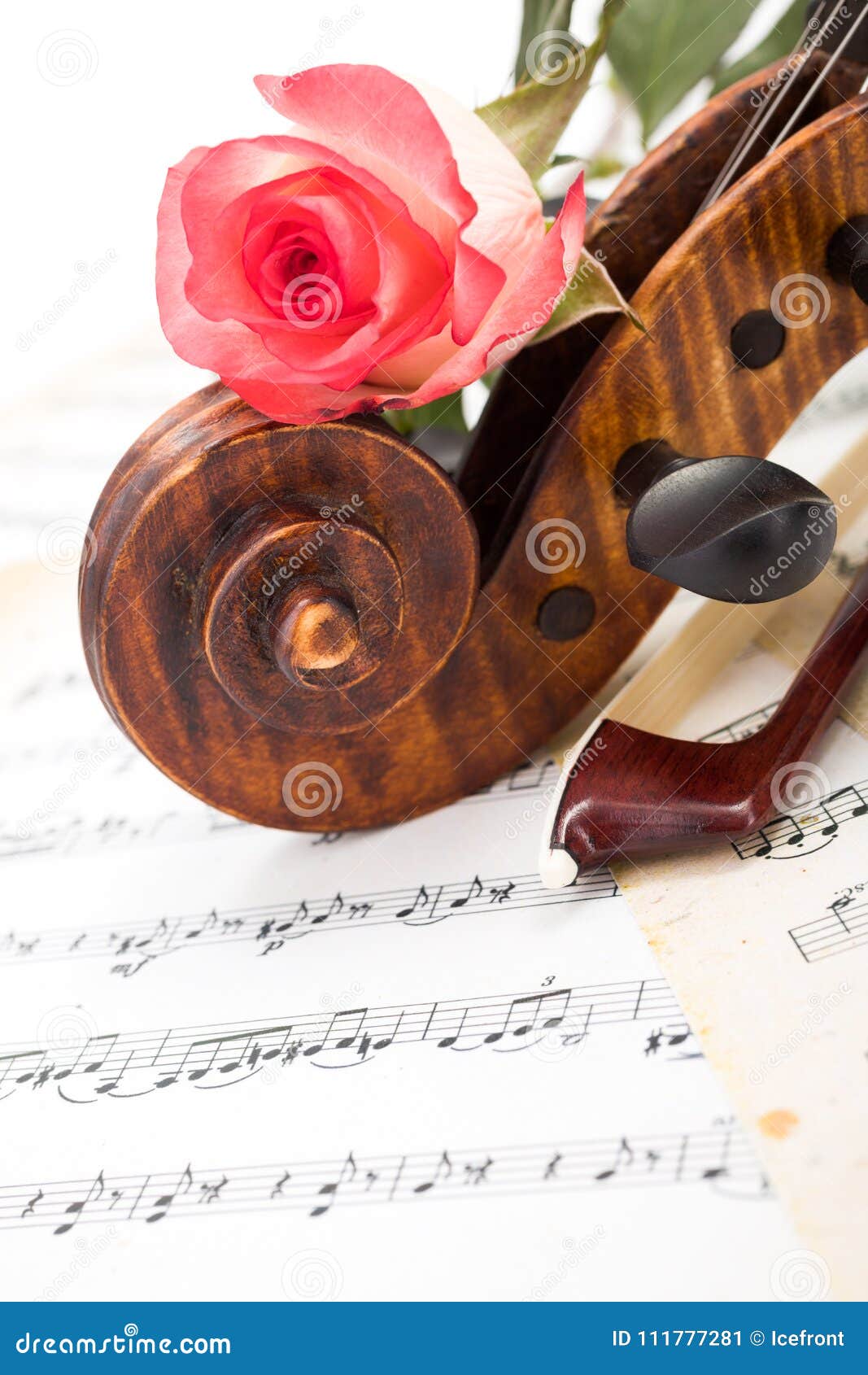 Close View of Violin Scroll, Bow and Red Rose Stock Image - Image of ...