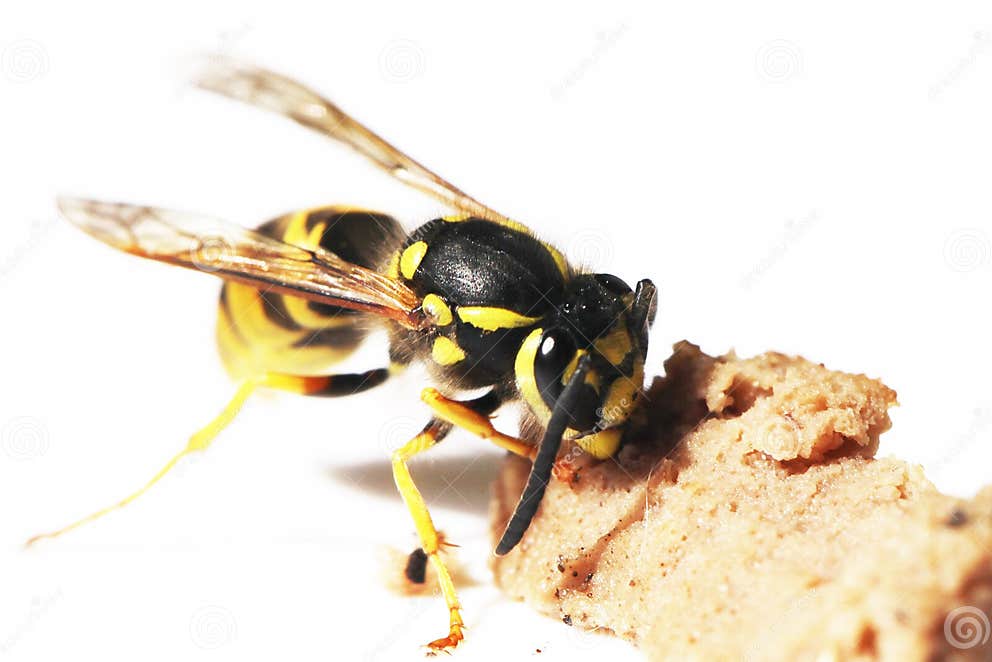 Wasp stock photo. Image of macro, white, summer, outdoor - 138911756