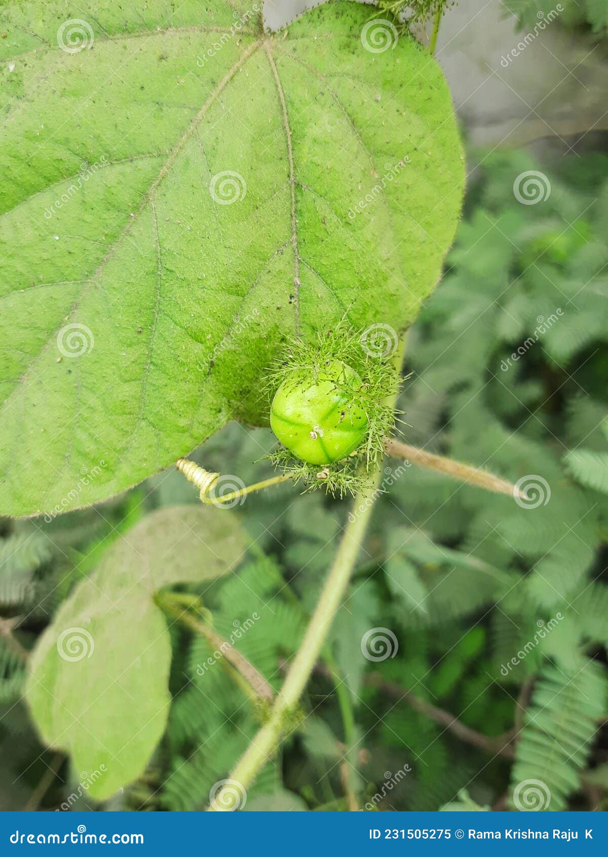 Weed fruit stock image. Image of leaf, tree, invertebrate - 231505275