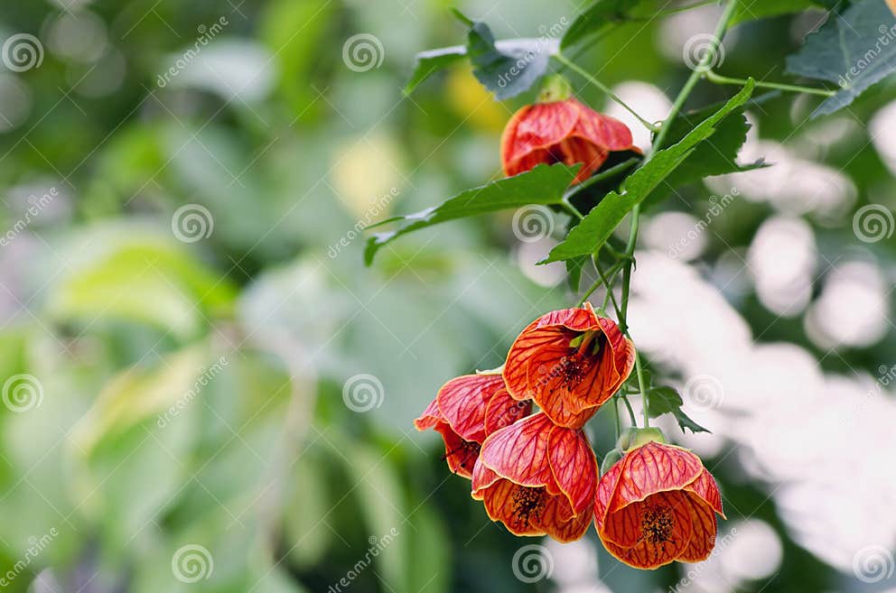 Close View of Wild Flower stock photo. Image of botanic - 37459826