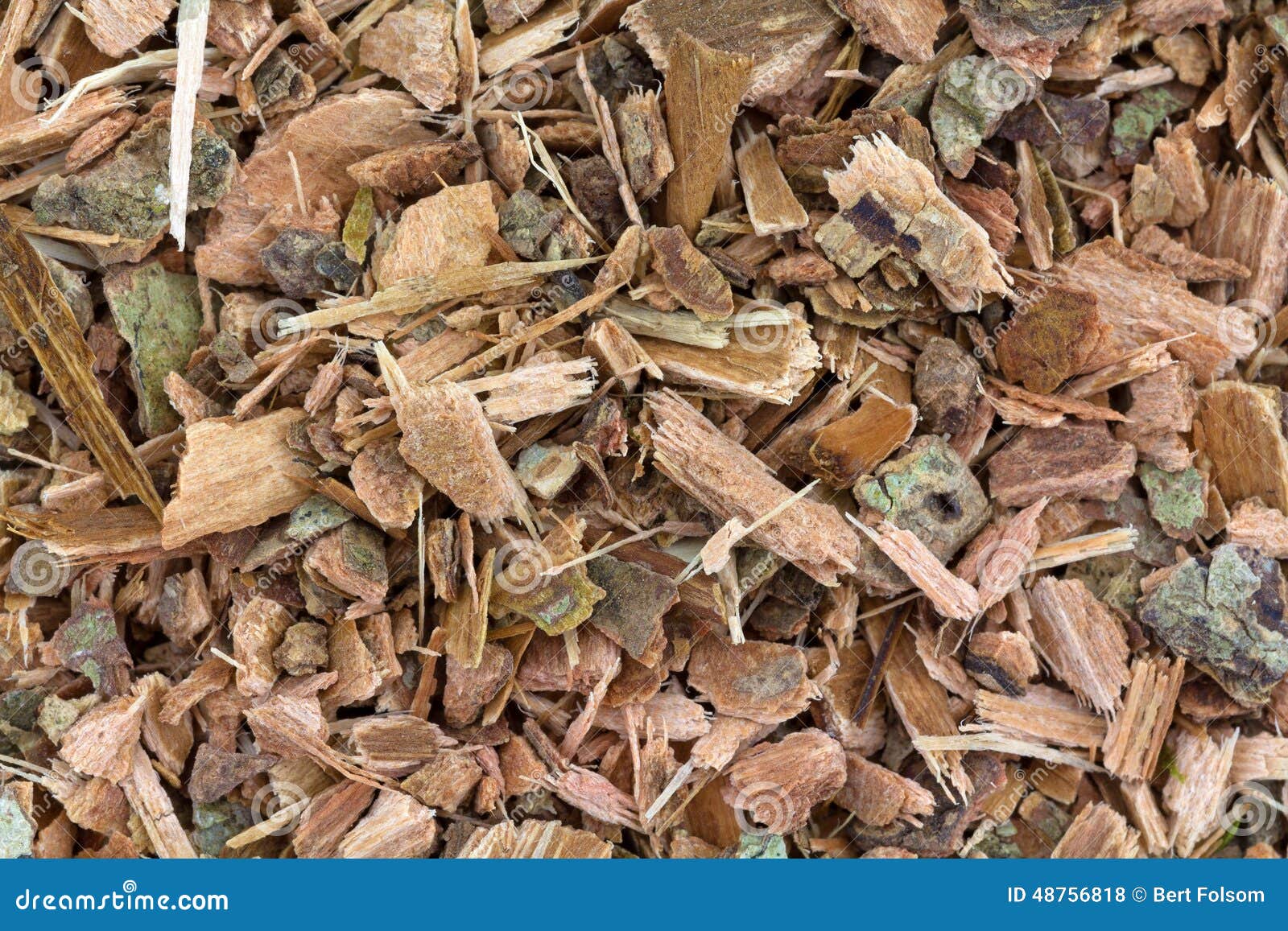 Close View of Witch Hazel Bark Stock Photo - Image of virginiana, flora ...