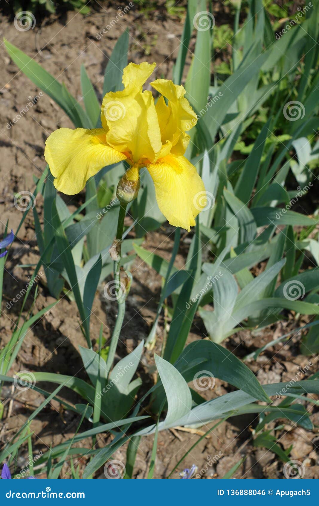 Close View of Yellow Flower of German Iris Stock Photo - Image of beard ...