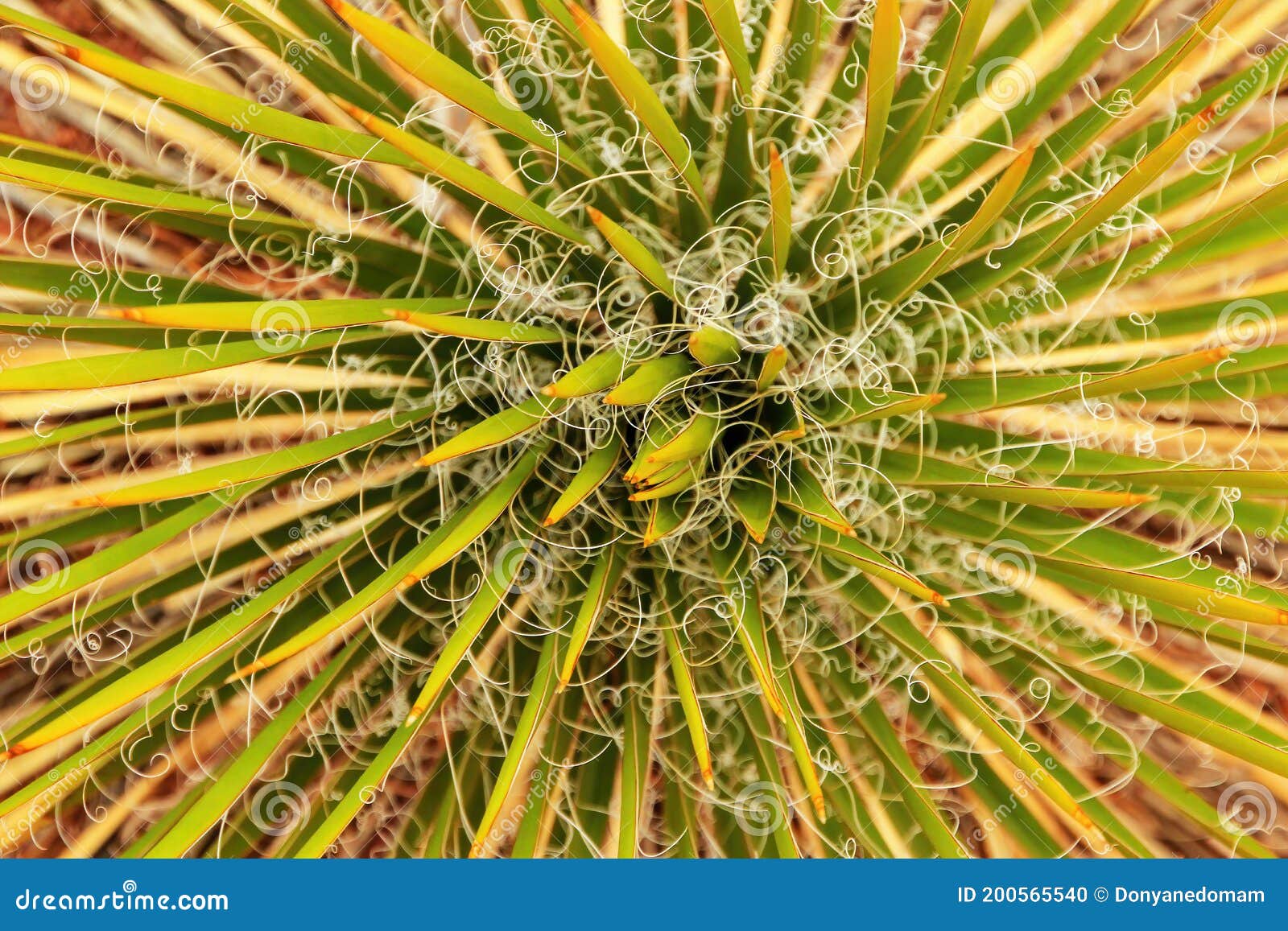 Close view of yucca plant stock photo. Image of colorado - 200565540