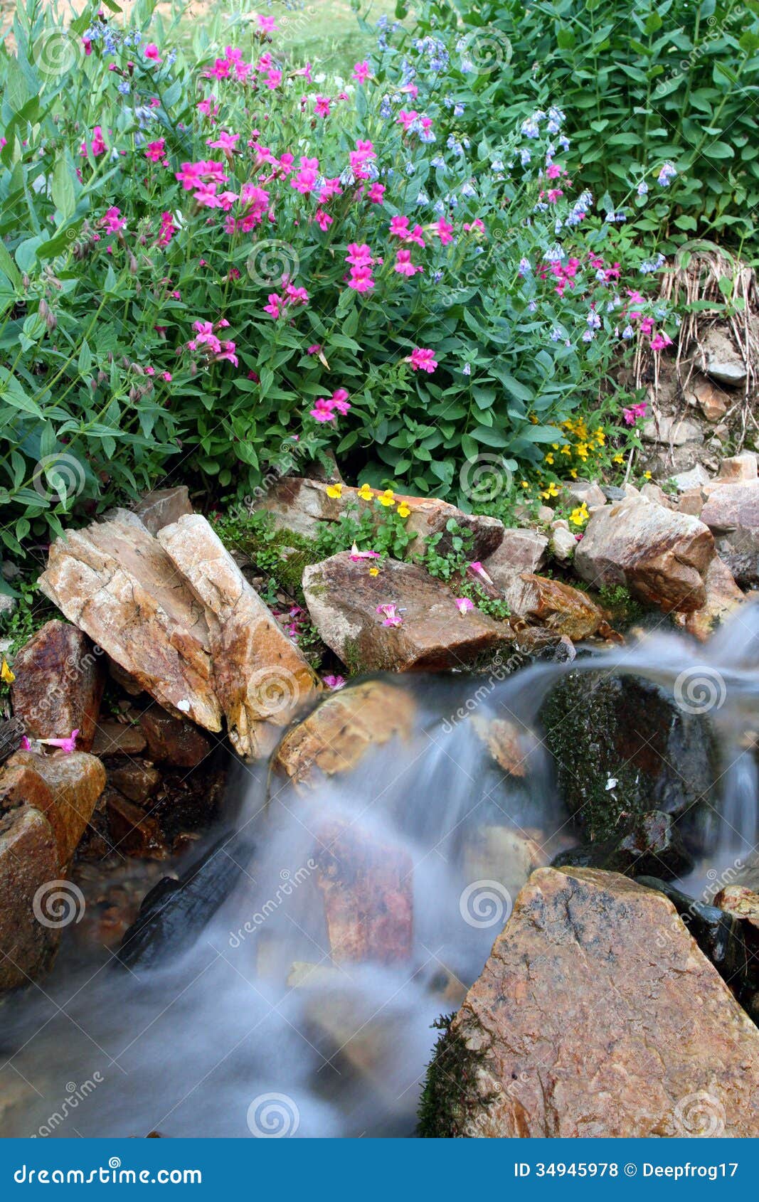 Close Water Flow with Summer Wildflowers Stock Photo - Image of water ...