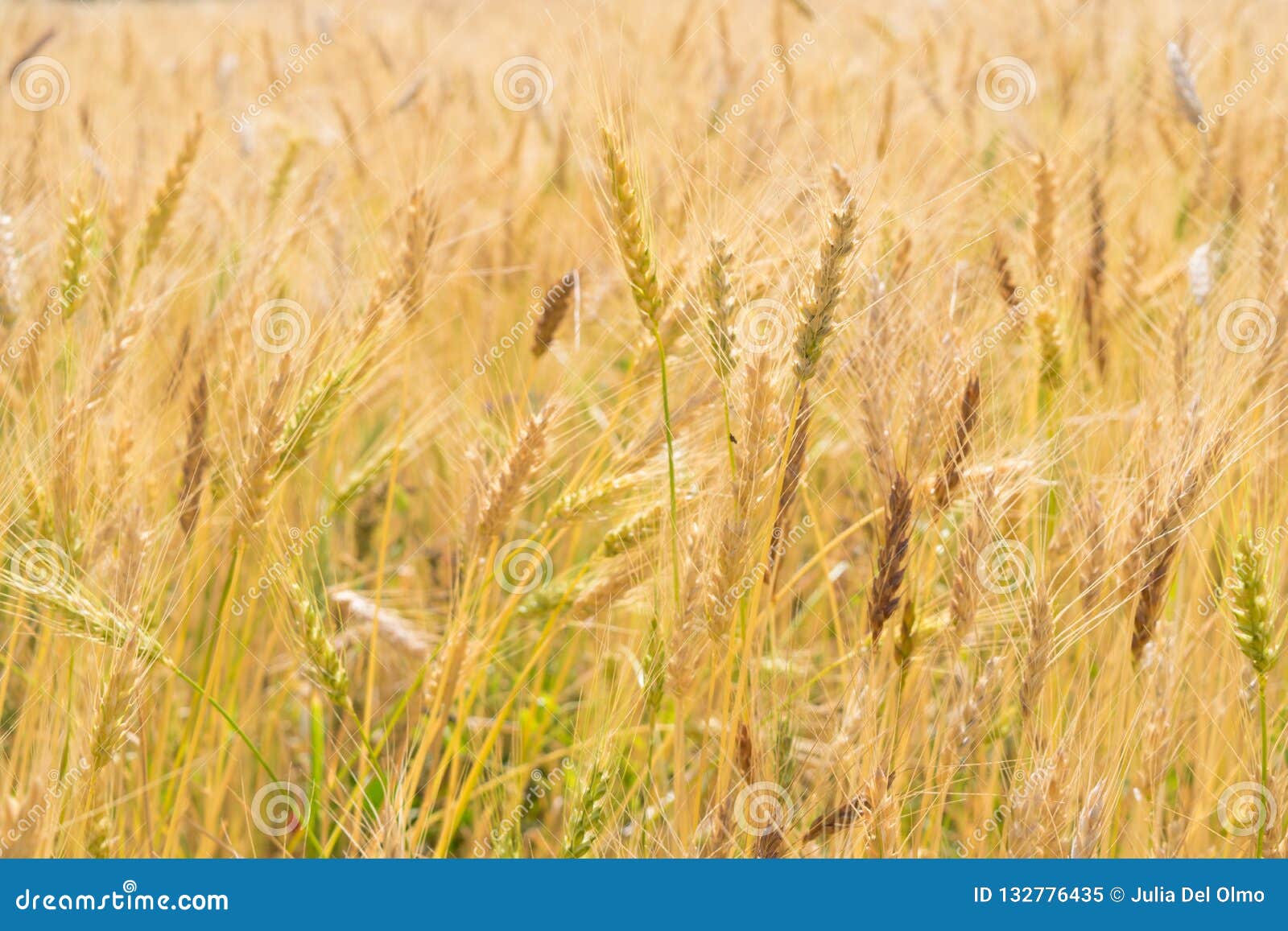 Yellow wheat fields stock image. Image of cereal, nature - 132776435