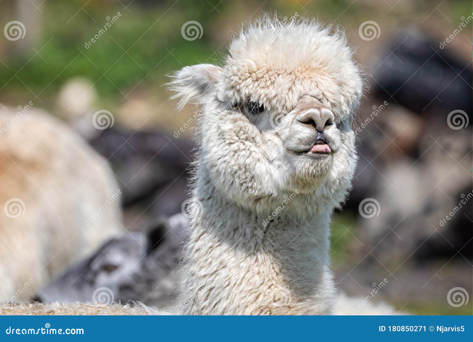 Close of White Alpaca with Funny Expression Stock Image - Image of ...