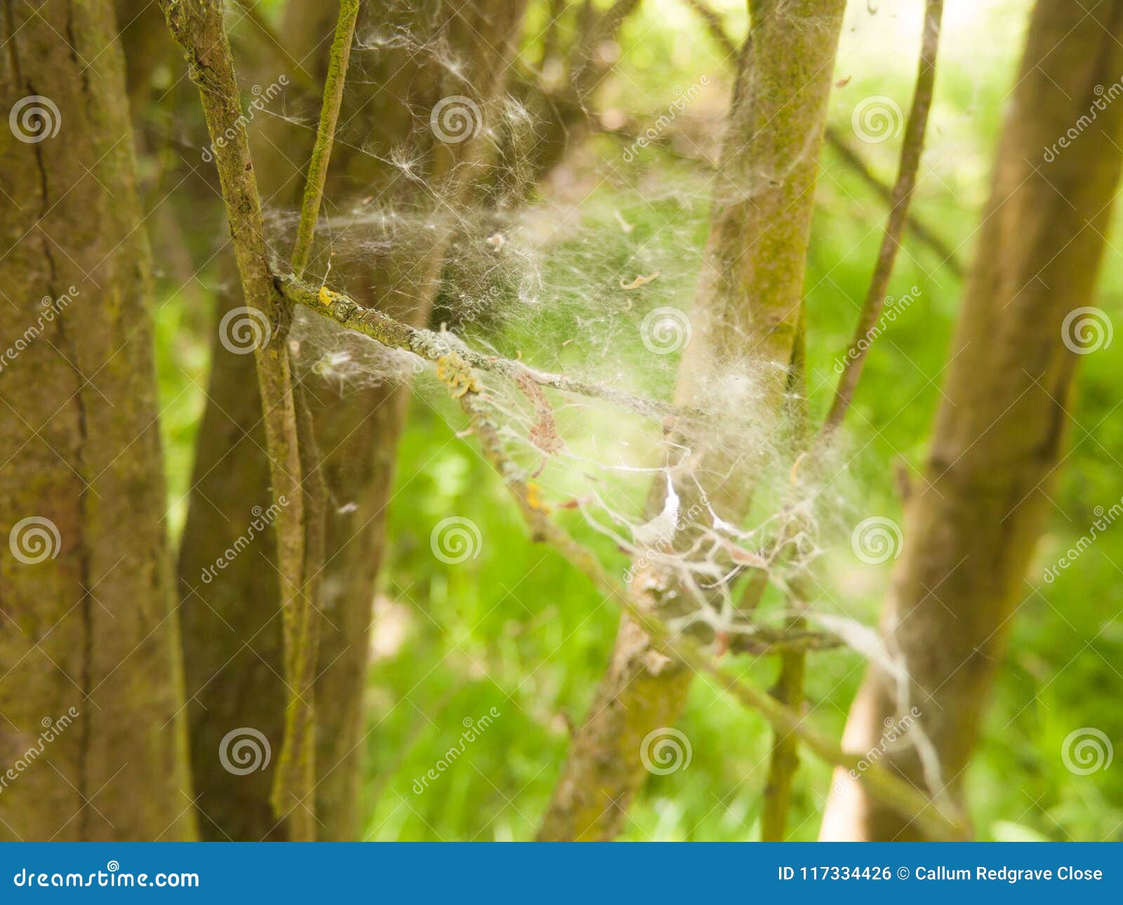 Close of White Spider Fluff Spring Hanging Tree Branches Texture Stock ...