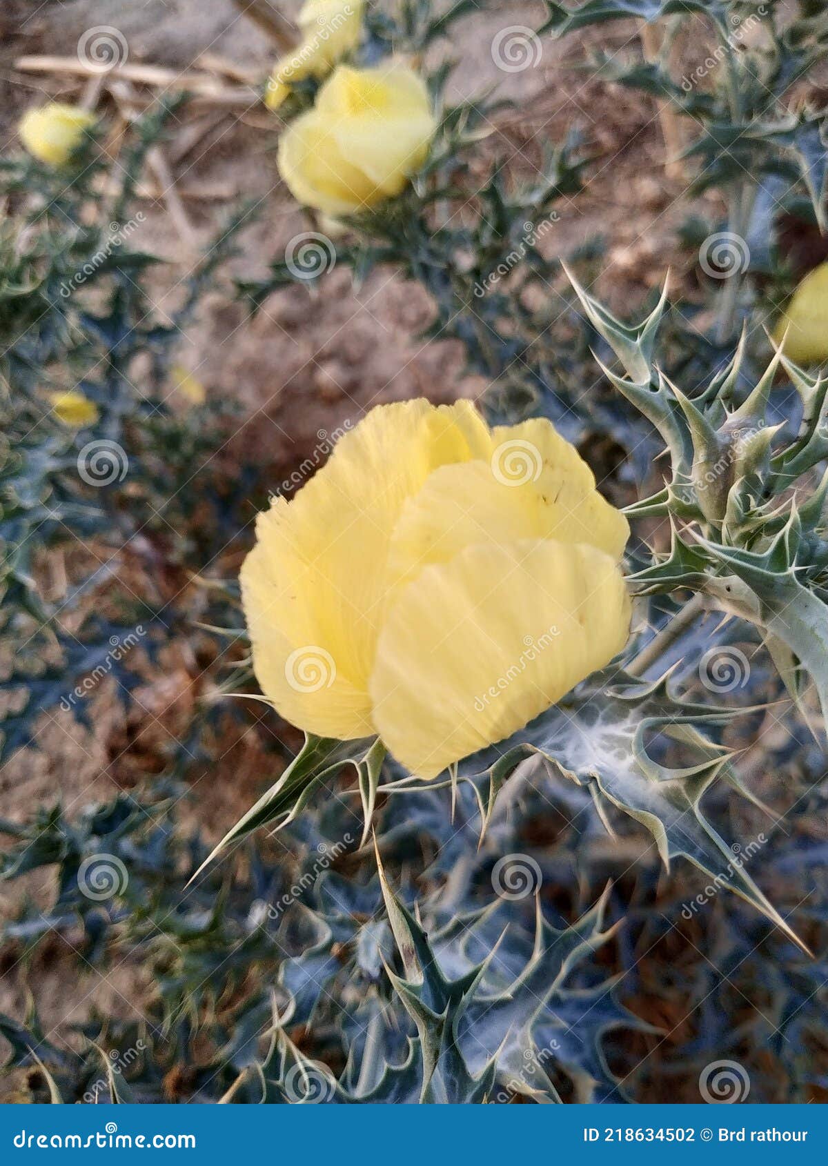 Close Yellow Flower in India Evning Time Stock Photo - Image of flower ...