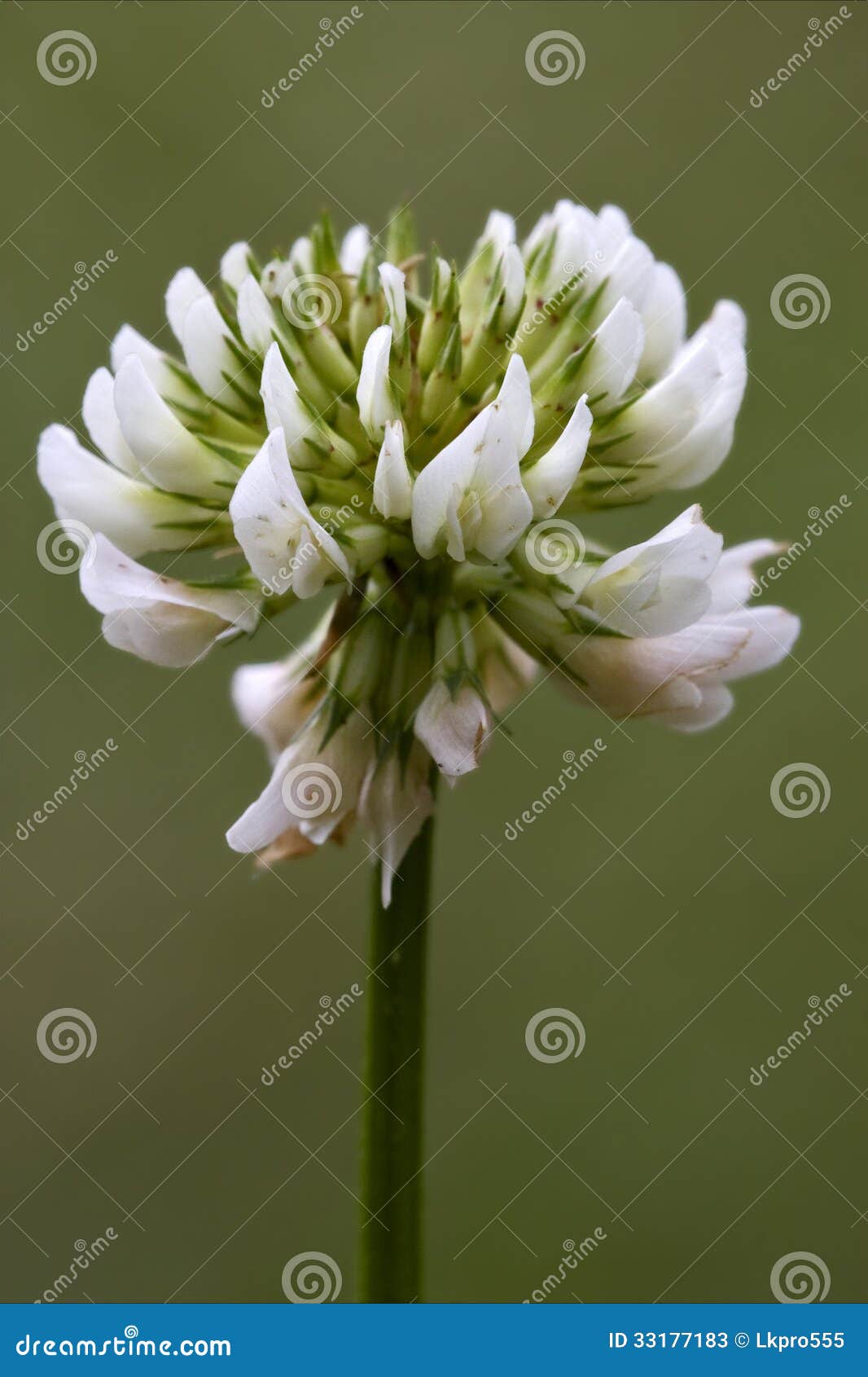 Close Yellow White Leguminose Stock Image - Image of columbinum ...