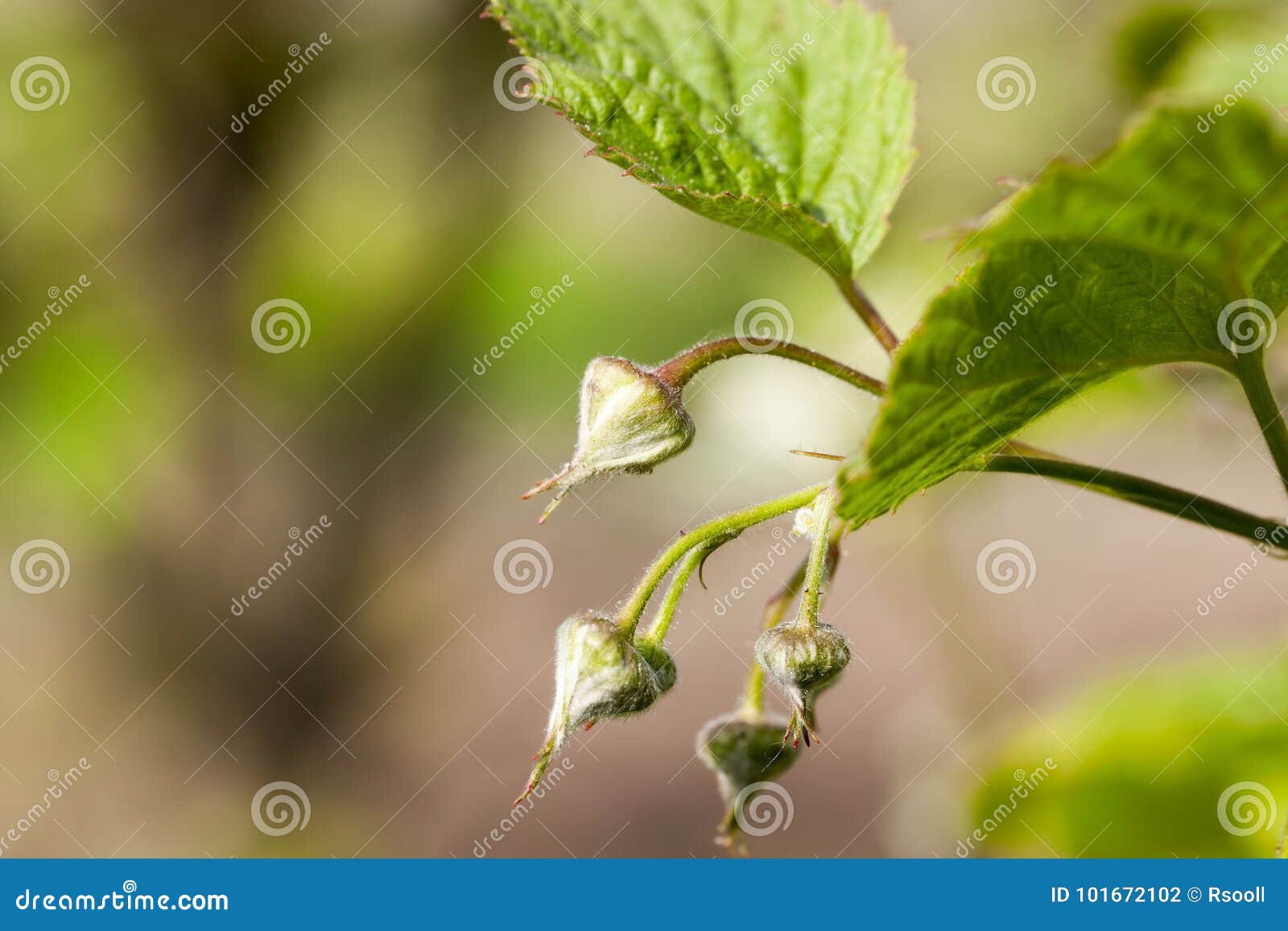Closed buds of raspberry stock photo. Image of branch - 101672102