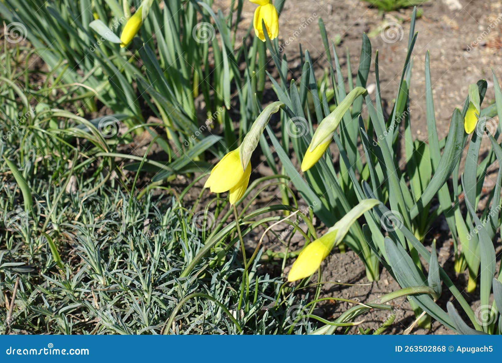Closed Buds of Yellow Common Daffodils in March Stock Photo - Image of ...
