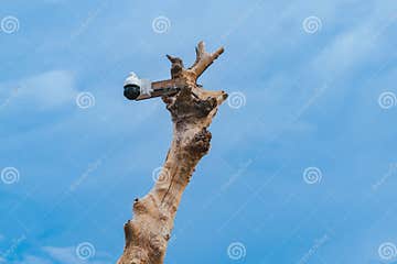 Closed Circuit Camera Multi-angle CCTV System Camera Installed on Dead ...