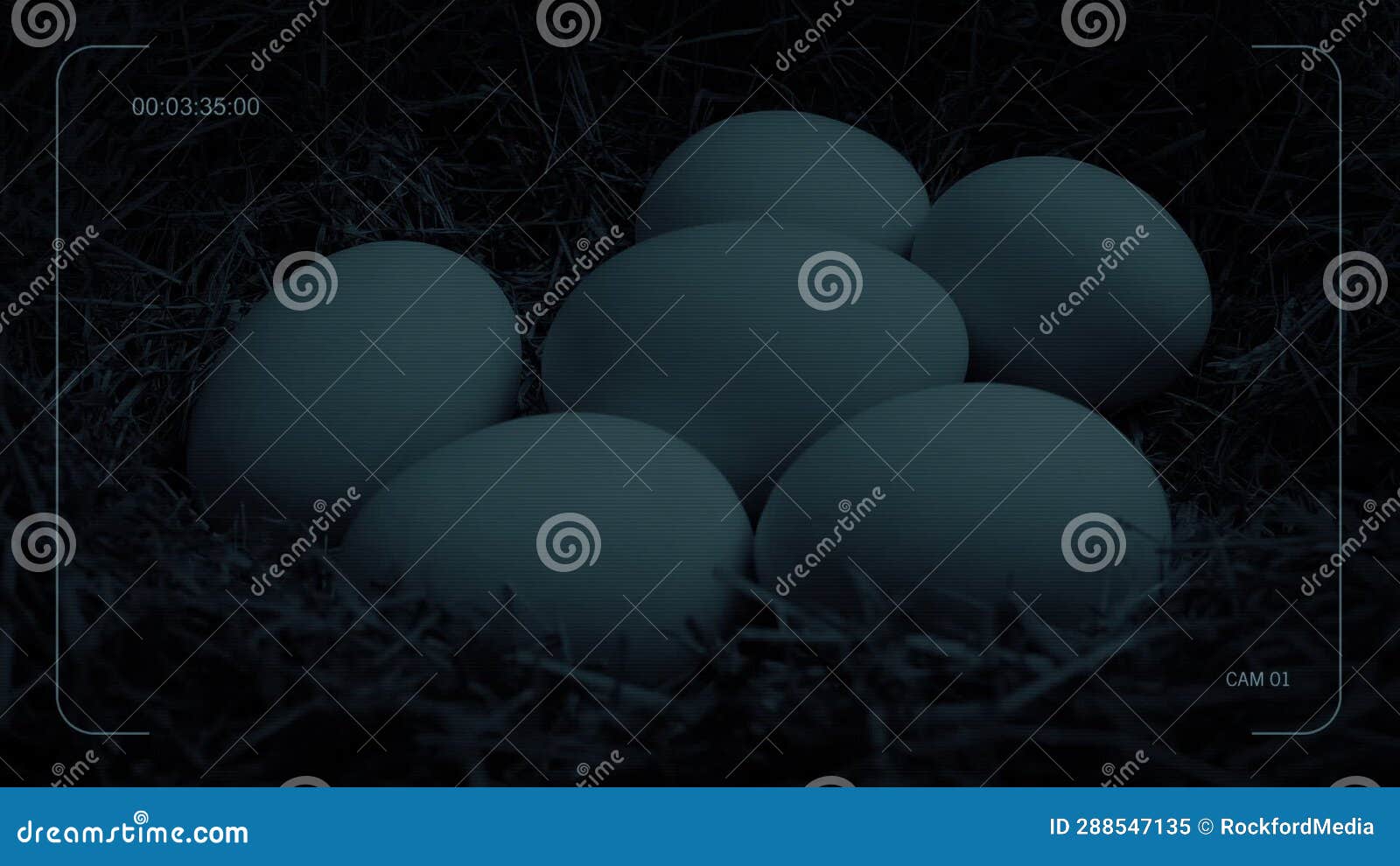 Closed Circuit Feed of Eggs in Nest at Night Stock Video - Video of ...