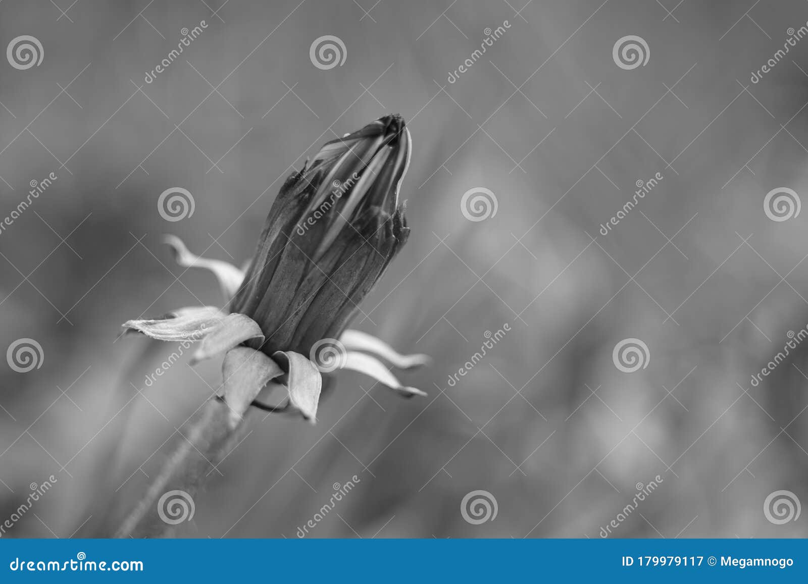 Closed Dandelion Flower Growing in a Spring, Bw Photo Stock Image ...
