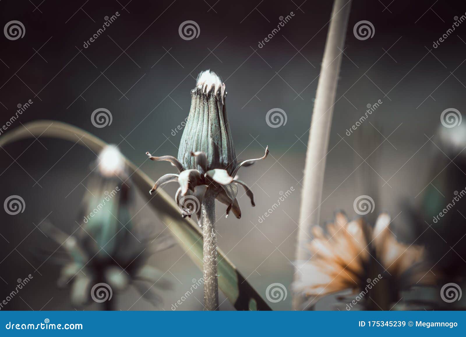 Closed Dandelion Flower in Spring Garden, Macro, Dark Tone Stock Image ...