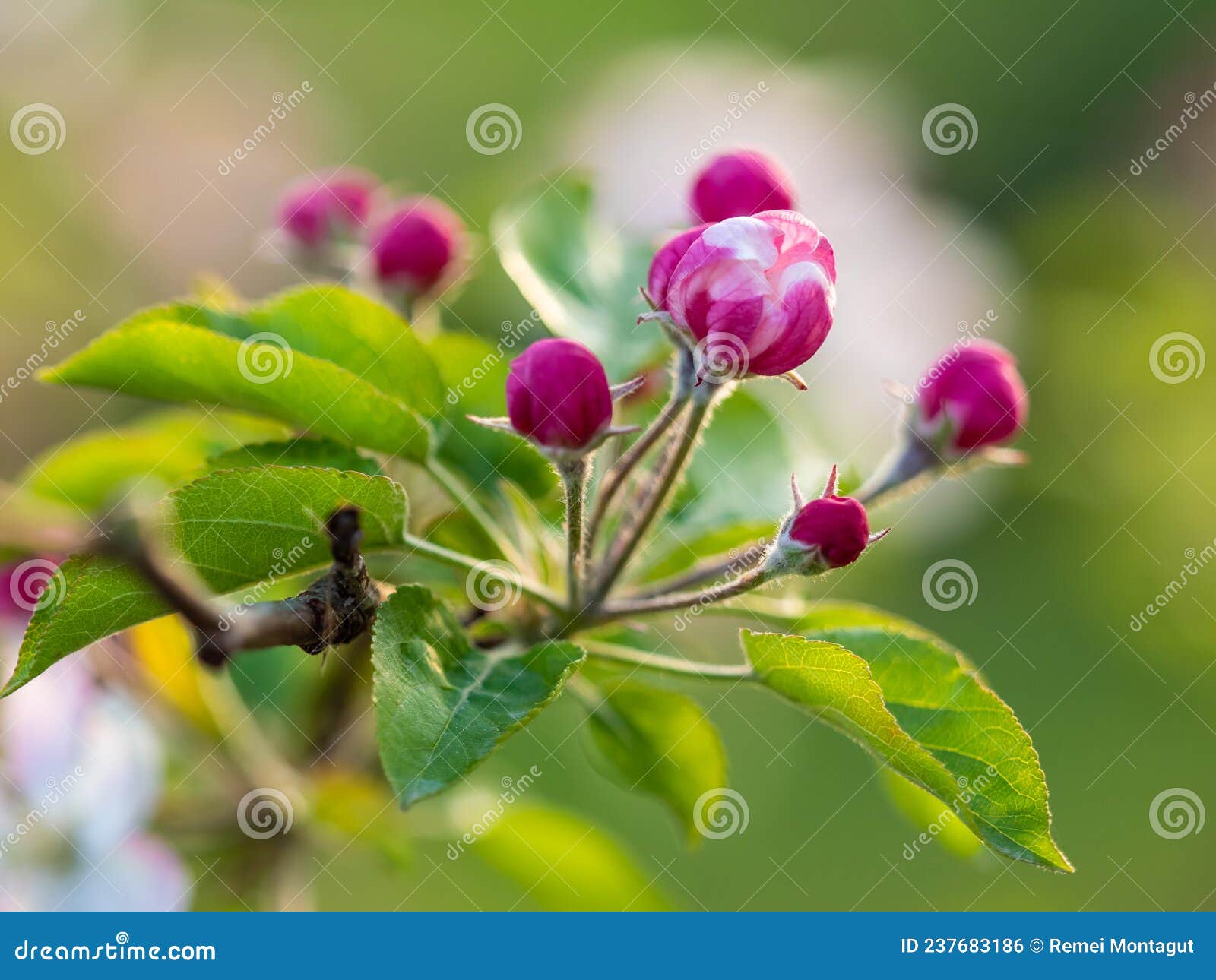 Closed Flowers on the Tree Branch Stock Photo - Image of flora, design ...