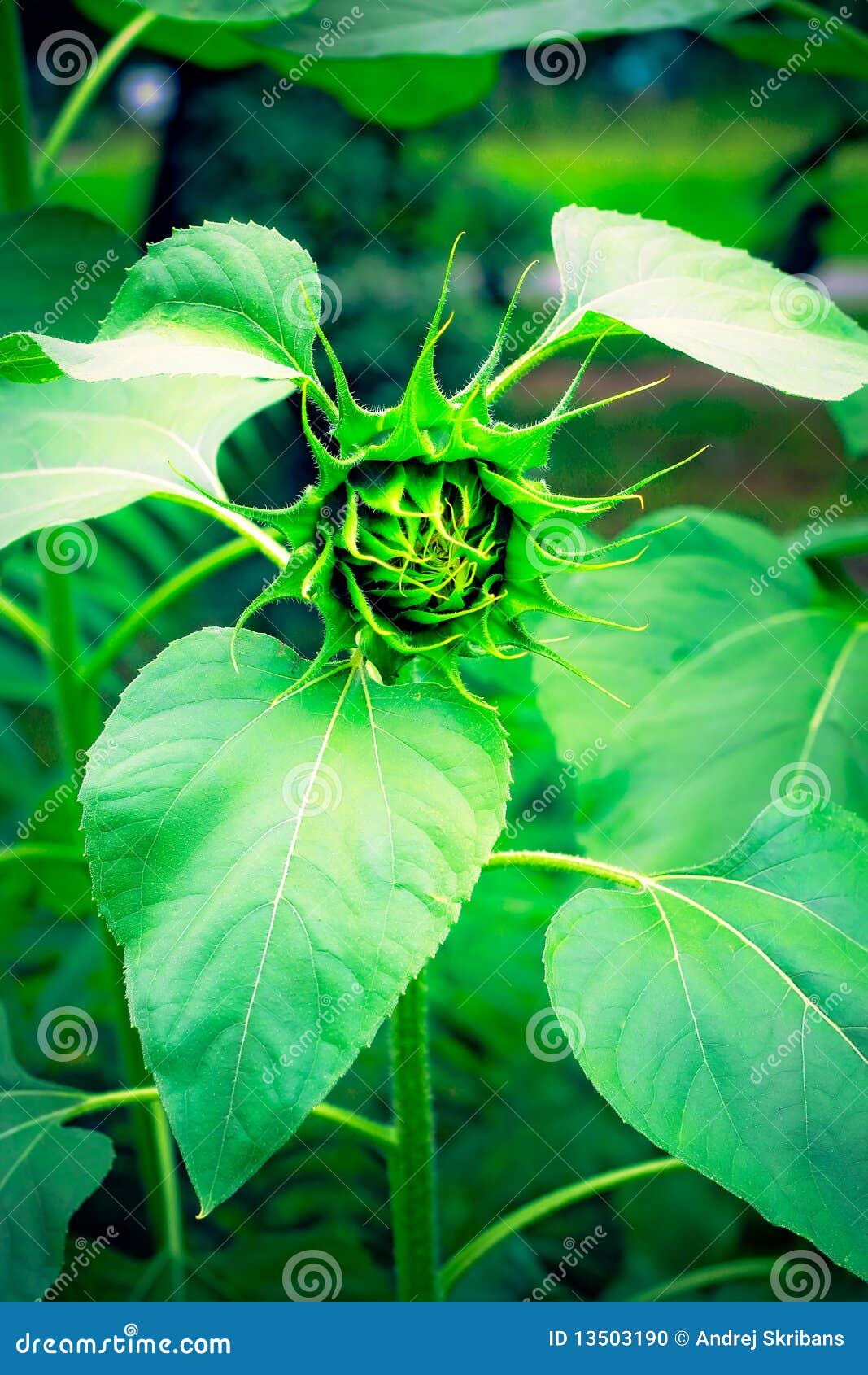 Closed green sunflower stock photo. Image of close, garden - 13503190