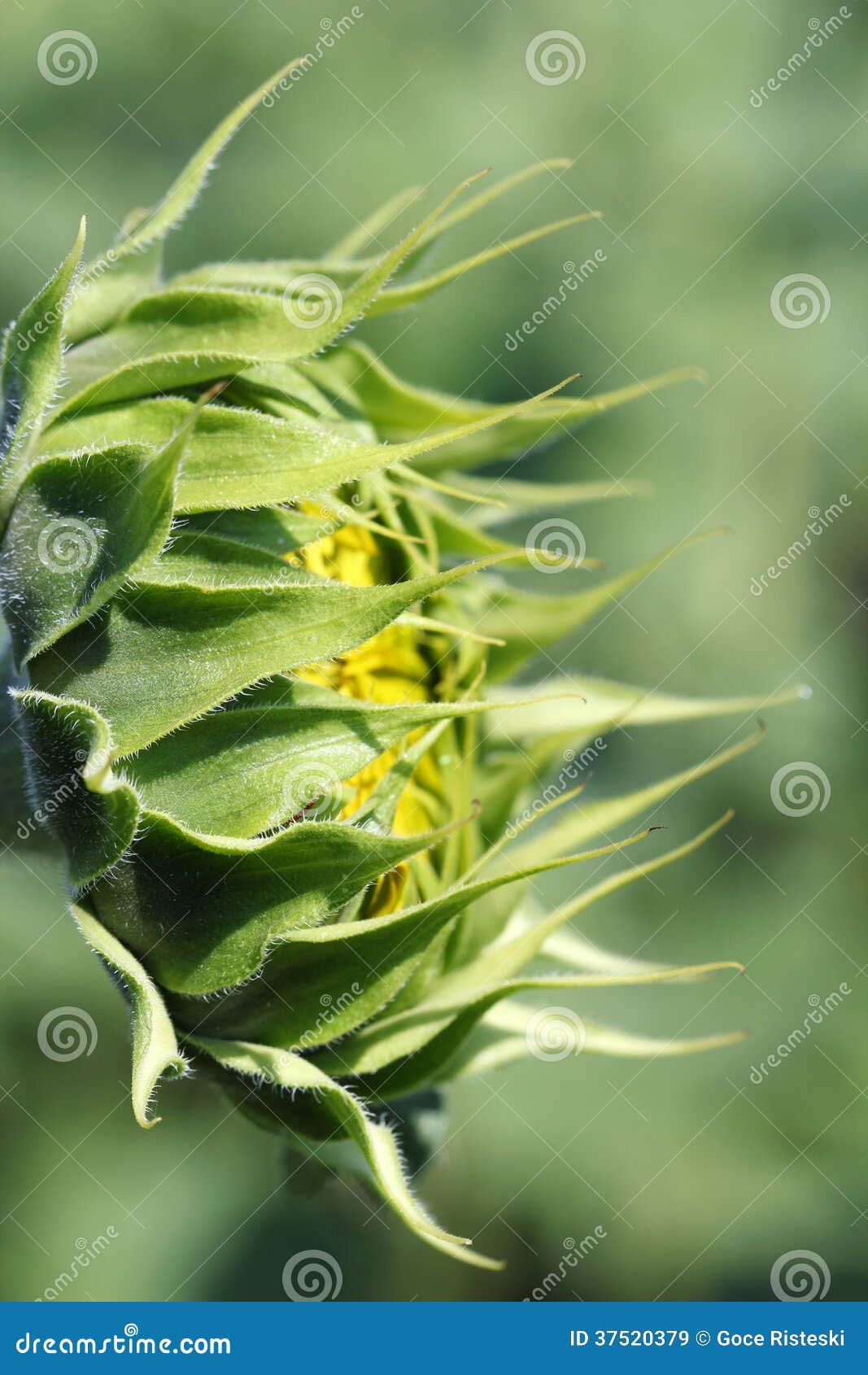 Closed green sunflower stock image. Image of beautiful - 37520379