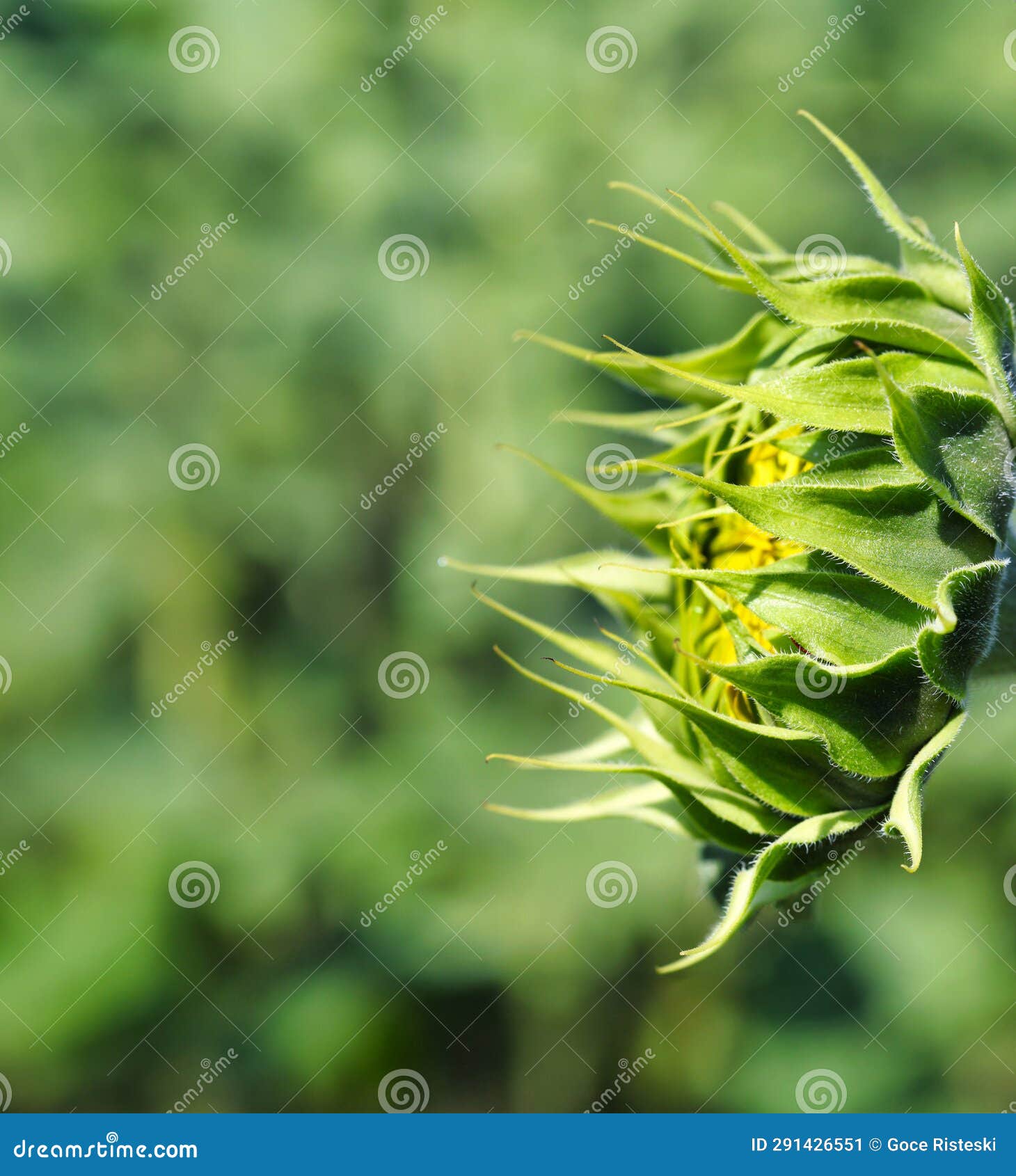 Closed Green Sunflower Close Up Nature Stock Image - Image of vibrant ...