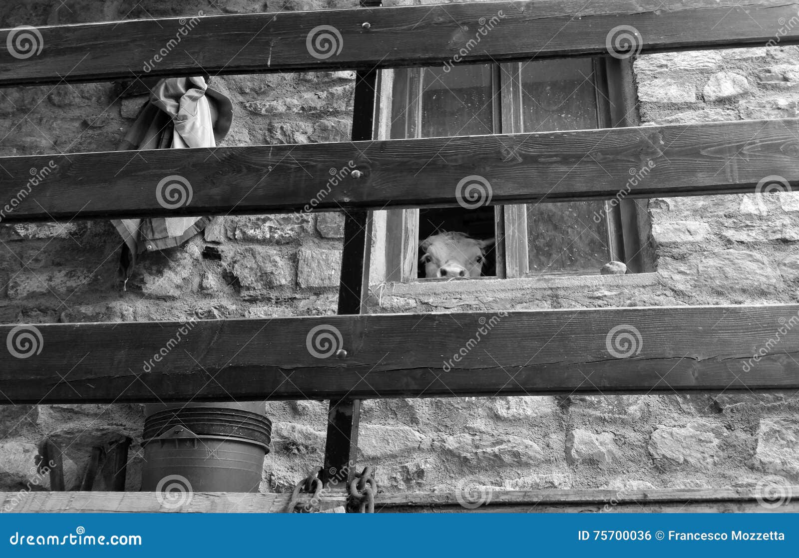 Closed in home stock photo. Image of close, animal, meet - 75700036