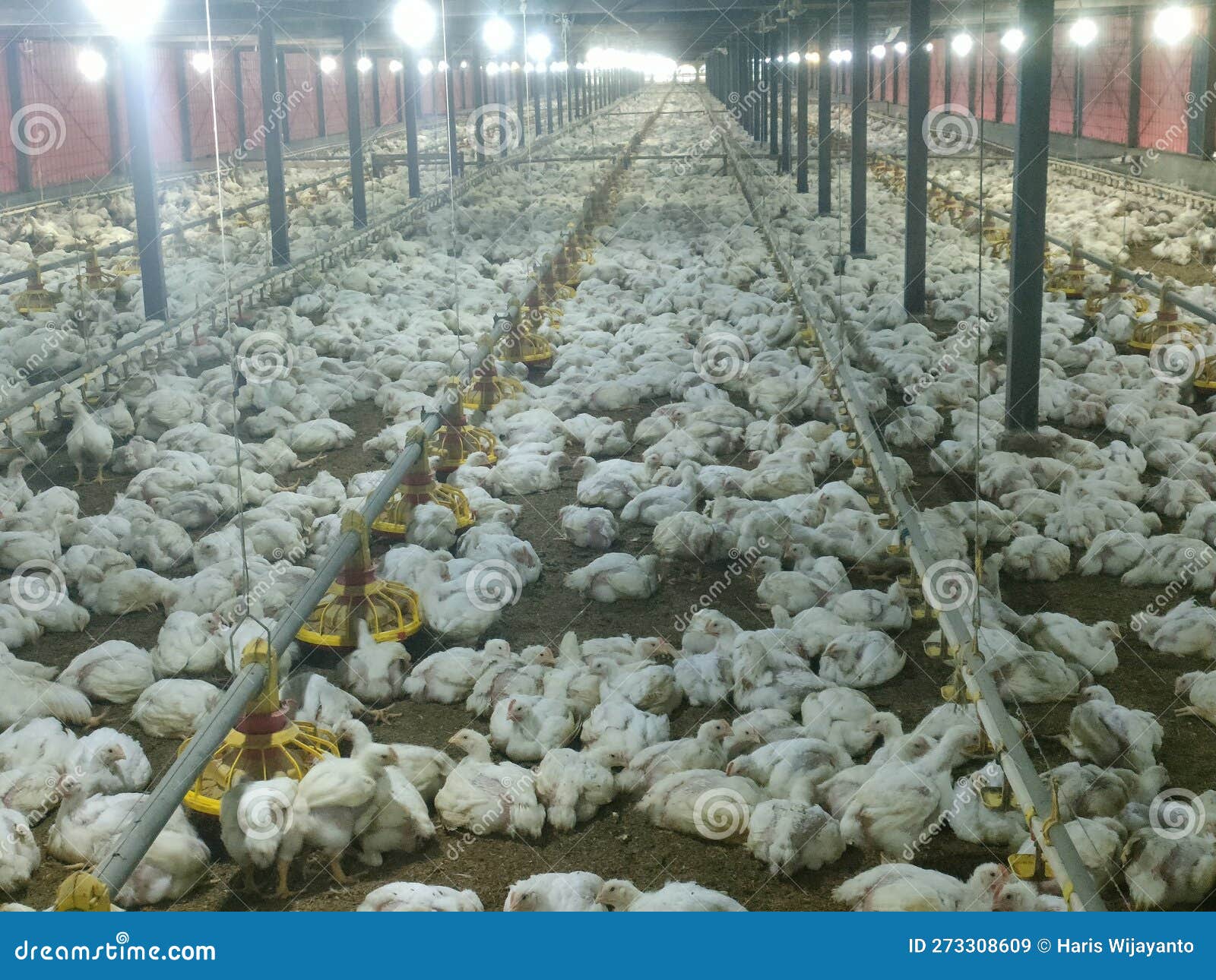Closed house Broiler Farm stock image. Image of farm - 273308609
