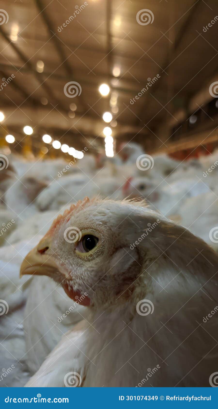 Broiler Chickens in the Close House Stock Image - Image of animals ...
