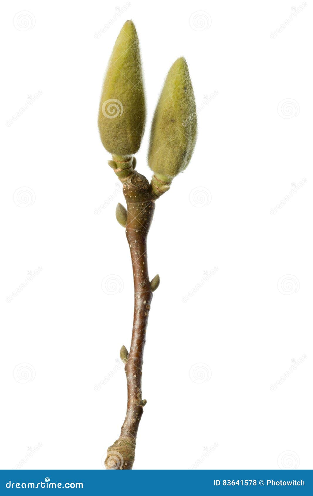 Closed magnolia buds stock photo. Image of twig, isolated - 83641578