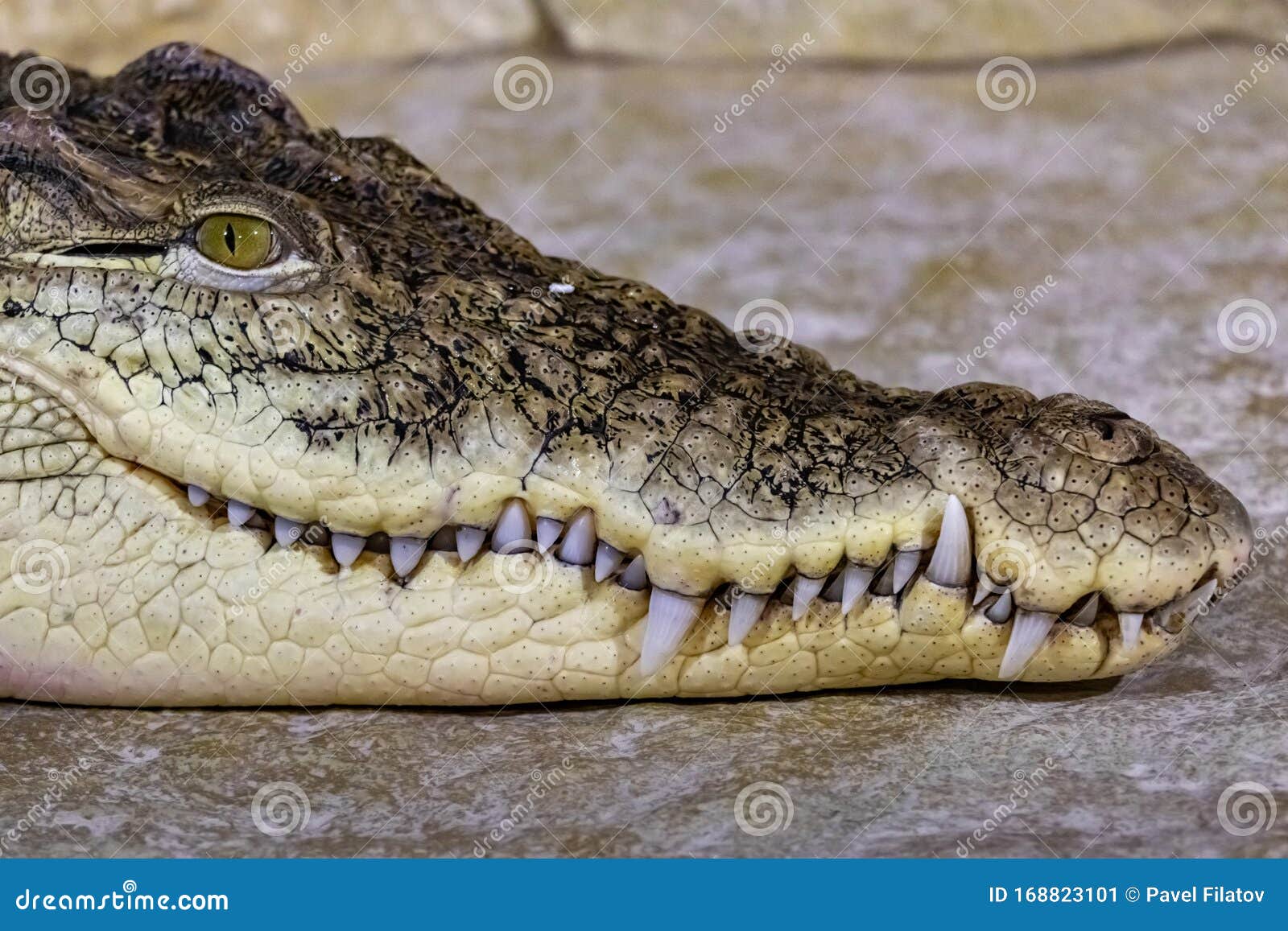 Crocodile Mouth Closed