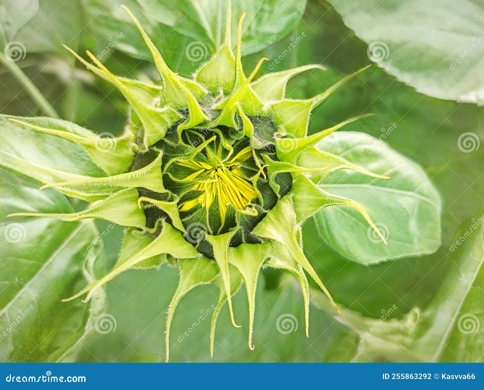 Closed and Opening Sunflower Bud in the Web. Flat Position, Top View ...