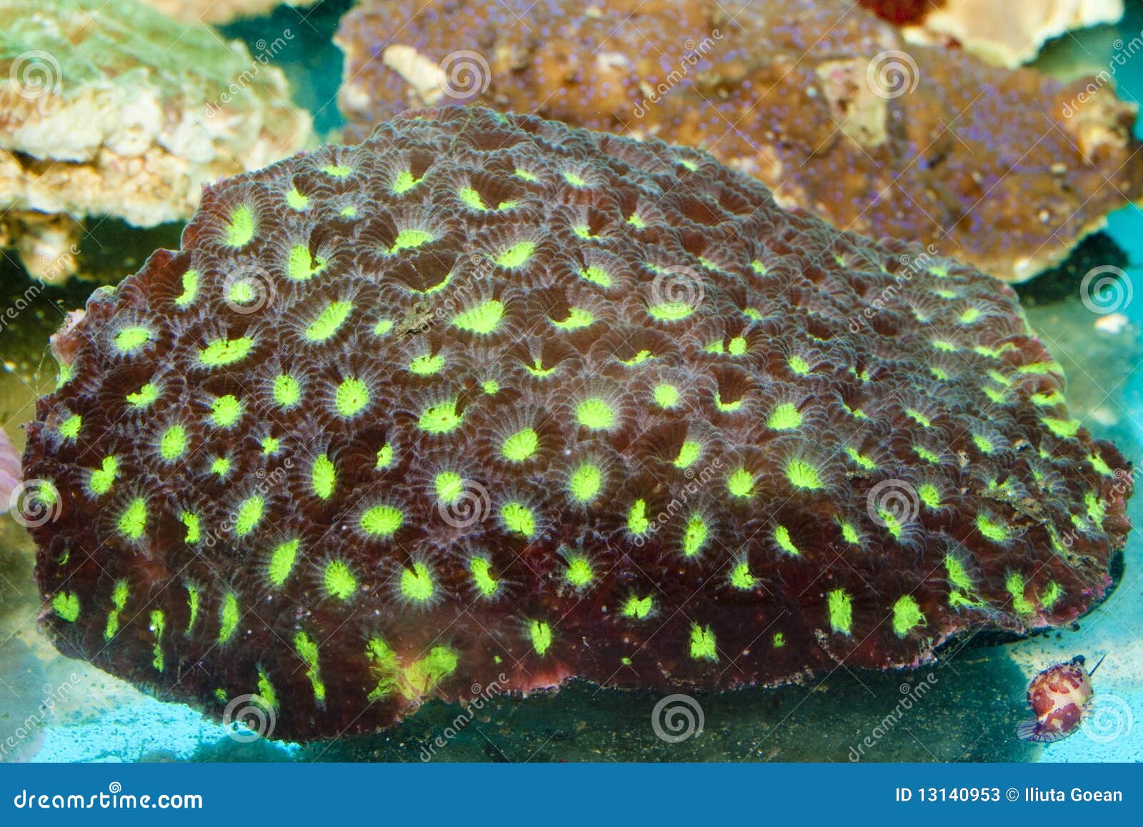 Closed Pinapple, Closed Brain, Honeycomb Coral Stock Image - Image of ...