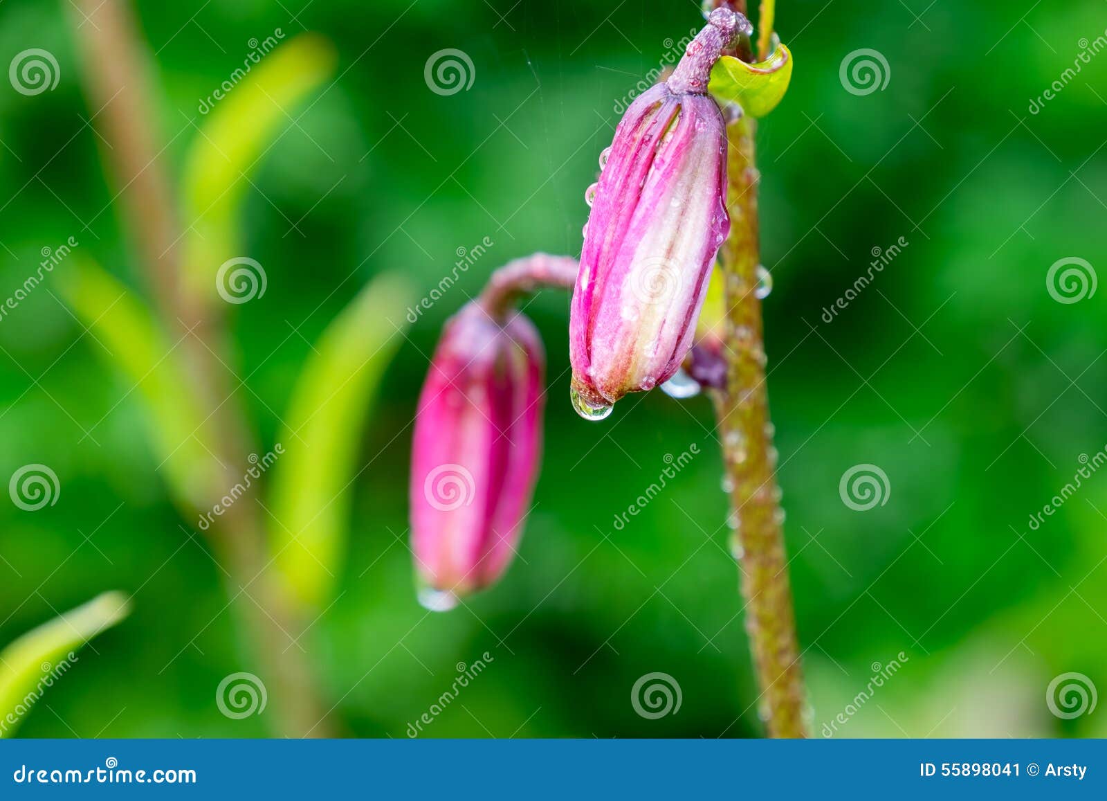 Closed pink flower stock image. Image of raindrop, blossom - 55898041