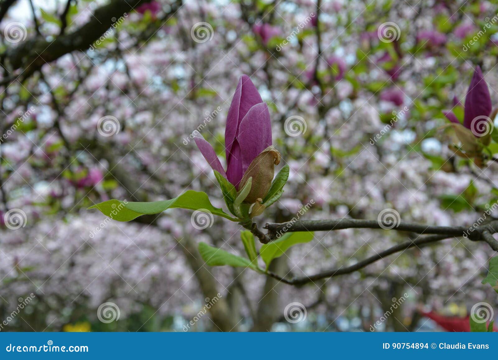 Closed Pink Magnolia Blossom on the Tree Stock Photo - Image of april ...