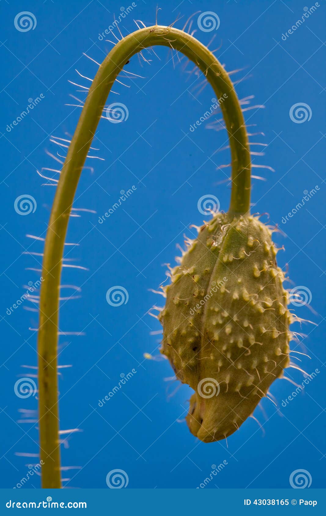 Closed poppy flower stock image. Image of fresh, background - 43038165