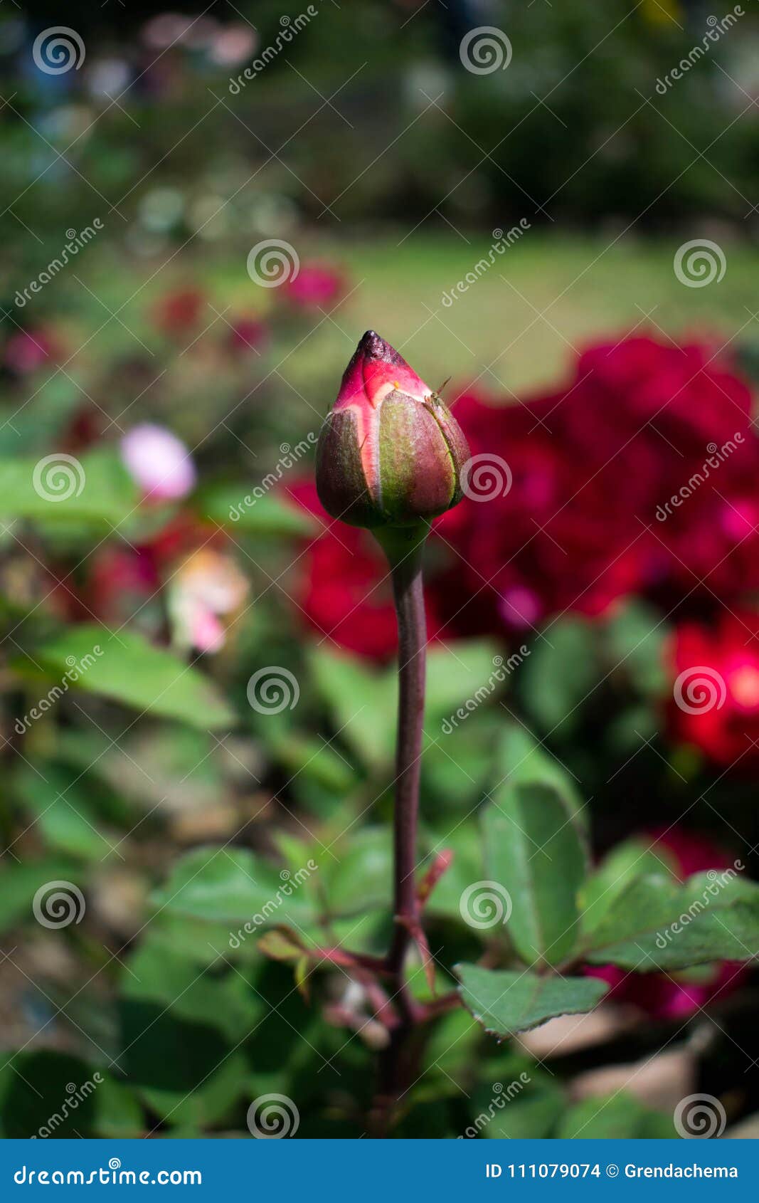 Closed red rose. stock photo. Image of baguio, roses - 111079074