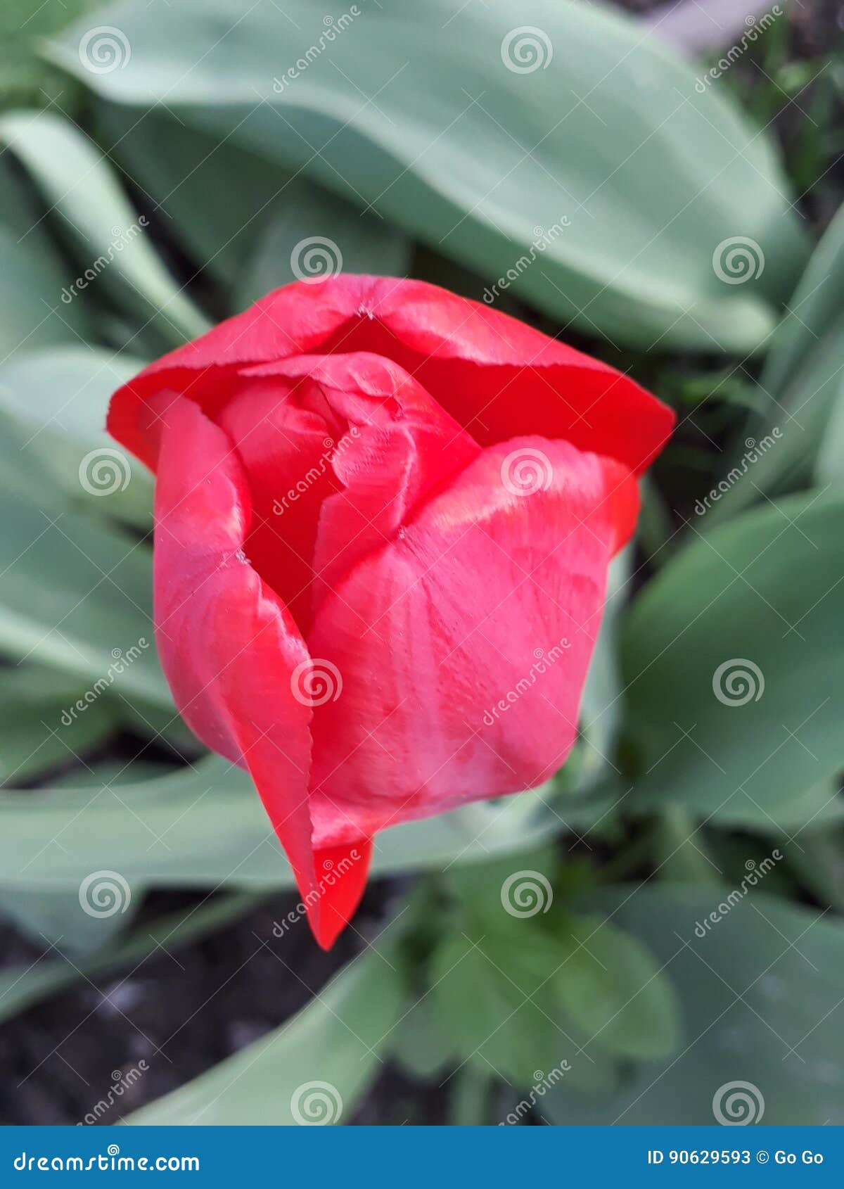 Closed red tulip stock image. Image of spring, garden - 90629593