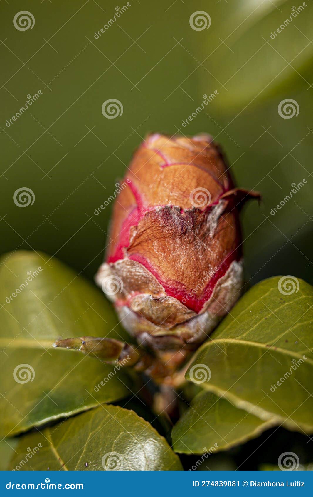 Closed rose bud stock image. Image of rose, blossom - 274839081