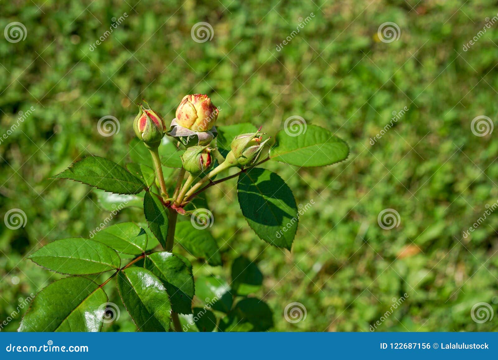 Closed Rose Bud about To Bloom in Garden Stock Photo - Image of floral ...