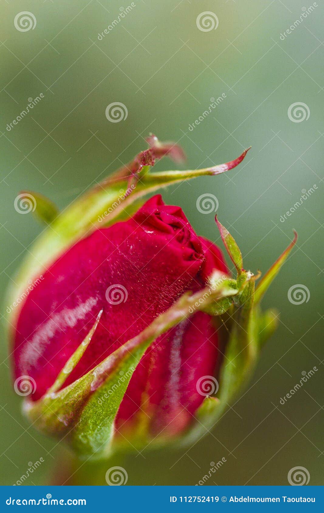 Rose stock image. Image of agriculture, beautiful, close - 112752419