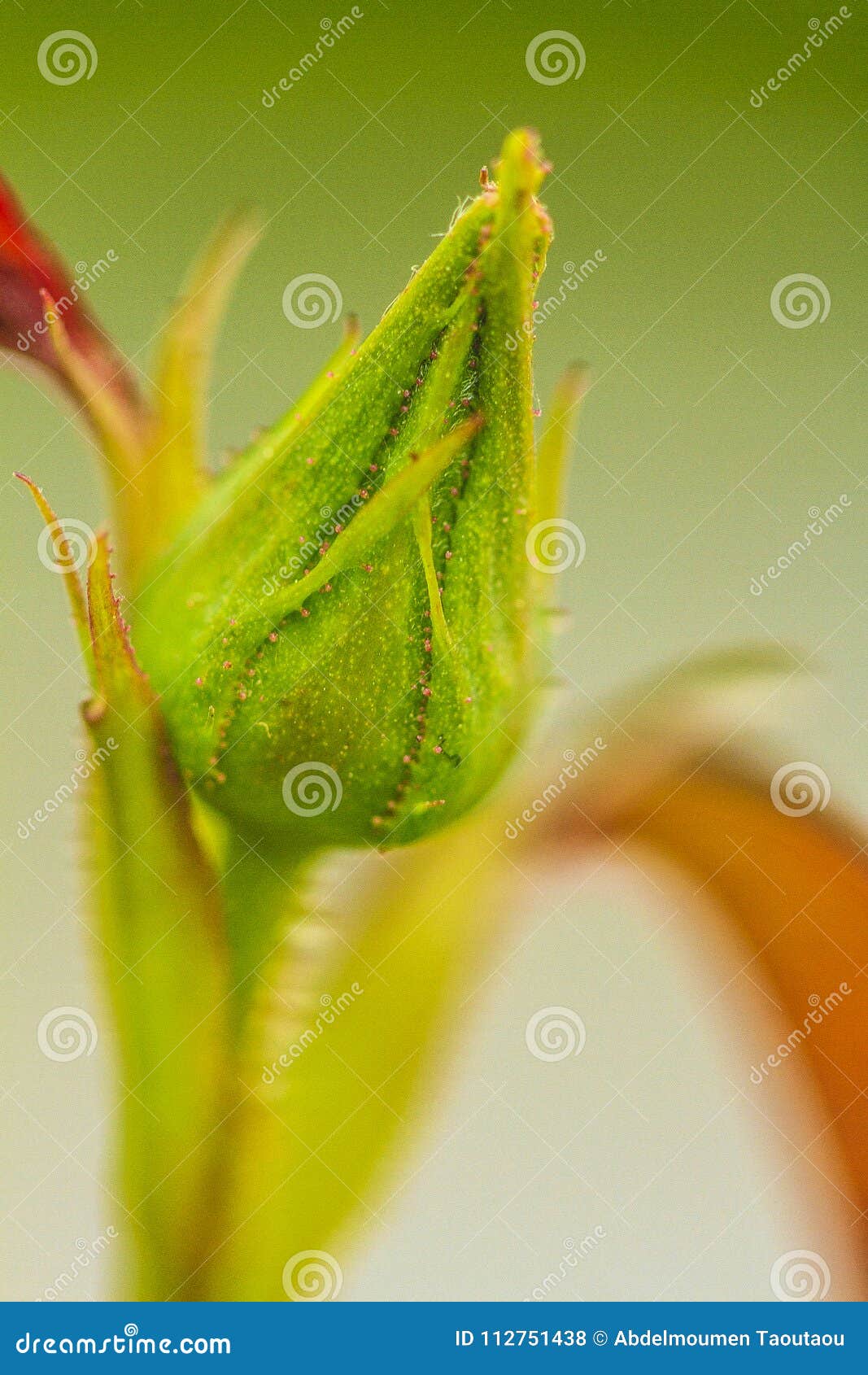 Rose stock photo. Image of callendula, ornamental, agricultural - 112751438
