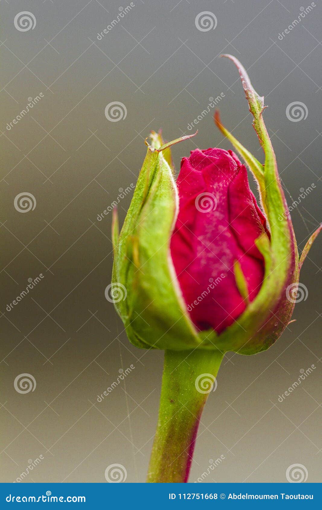Rose stock photo. Image of open, callendula, gift, natural - 112751668