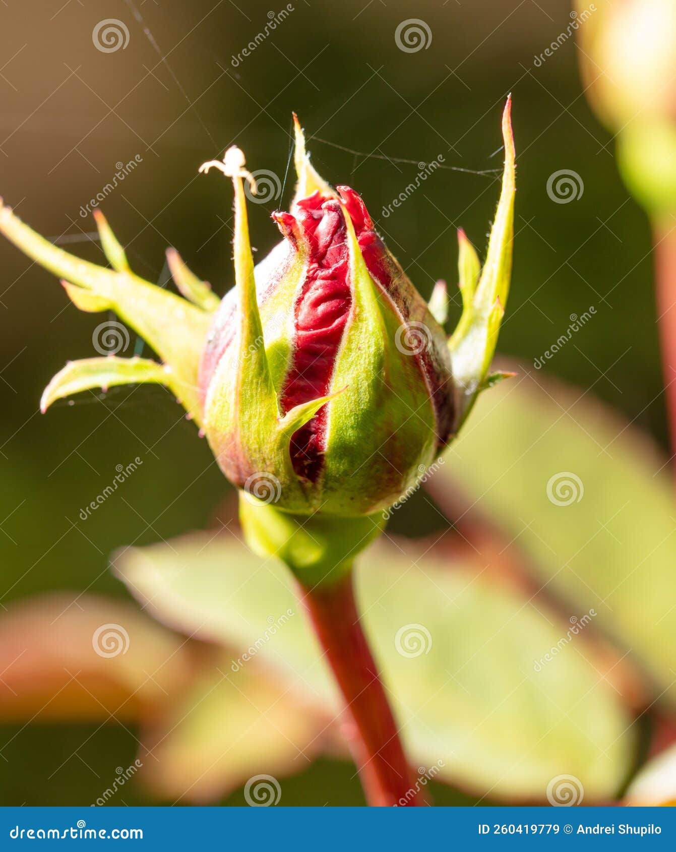 Closed Rose Flower in Nature. Stock Image - Image of flower, growth ...