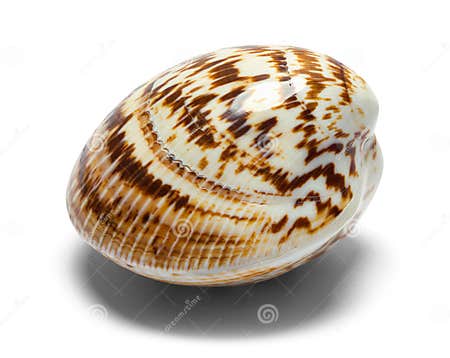 Closed Seashell stock photo. Image of animal, shell - 302196330