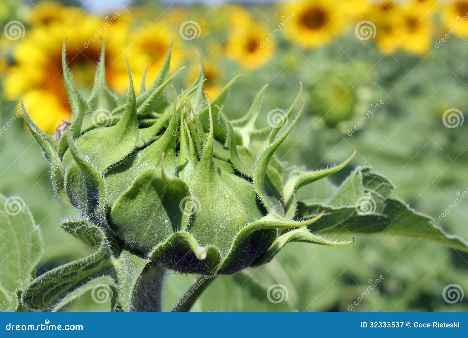 Closed sunflower close up stock image. Image of leaf - 32333537