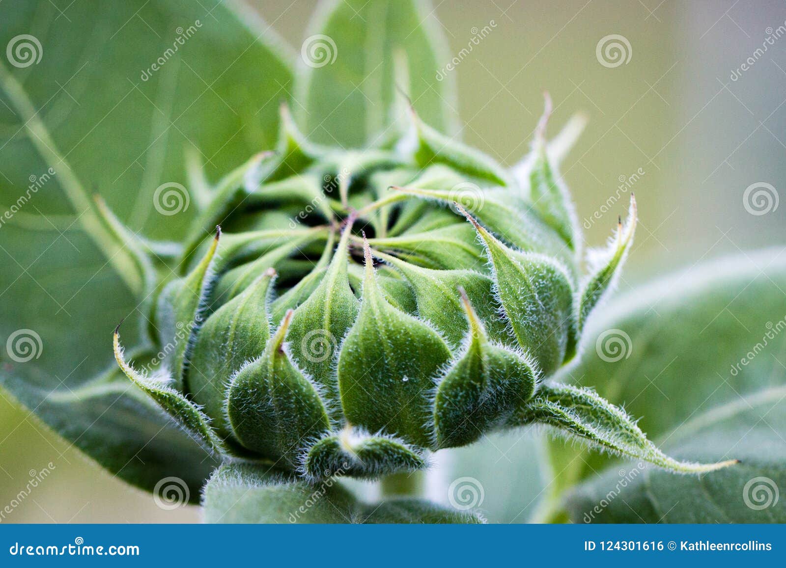 Closed Sunflower close up stock photo. Image of orange - 124301616