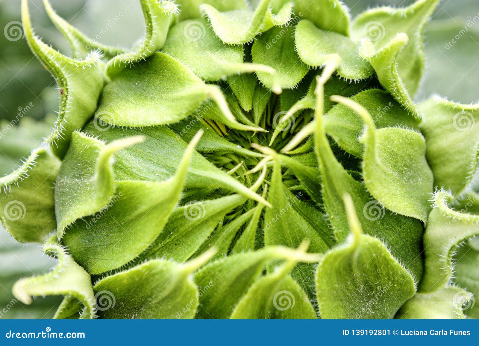 Closed sunflower. Closeup stock image. Image of updetail - 139192801