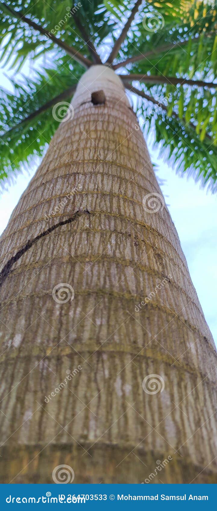Closed tall palm log stock image. Image of trunk, closed - 264703533
