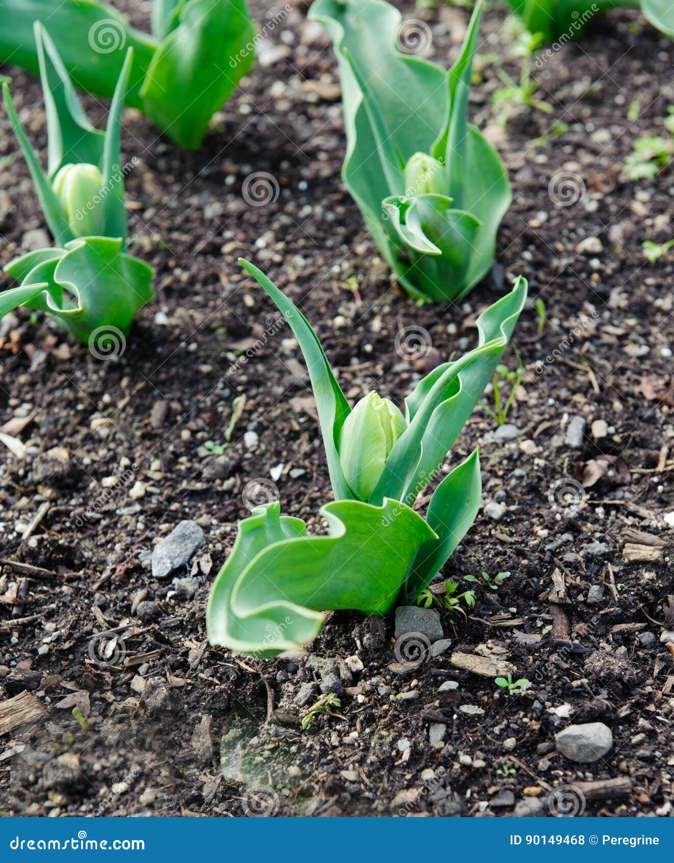 Closed tulip buds spring stock photo. Image of leaves - 90149468