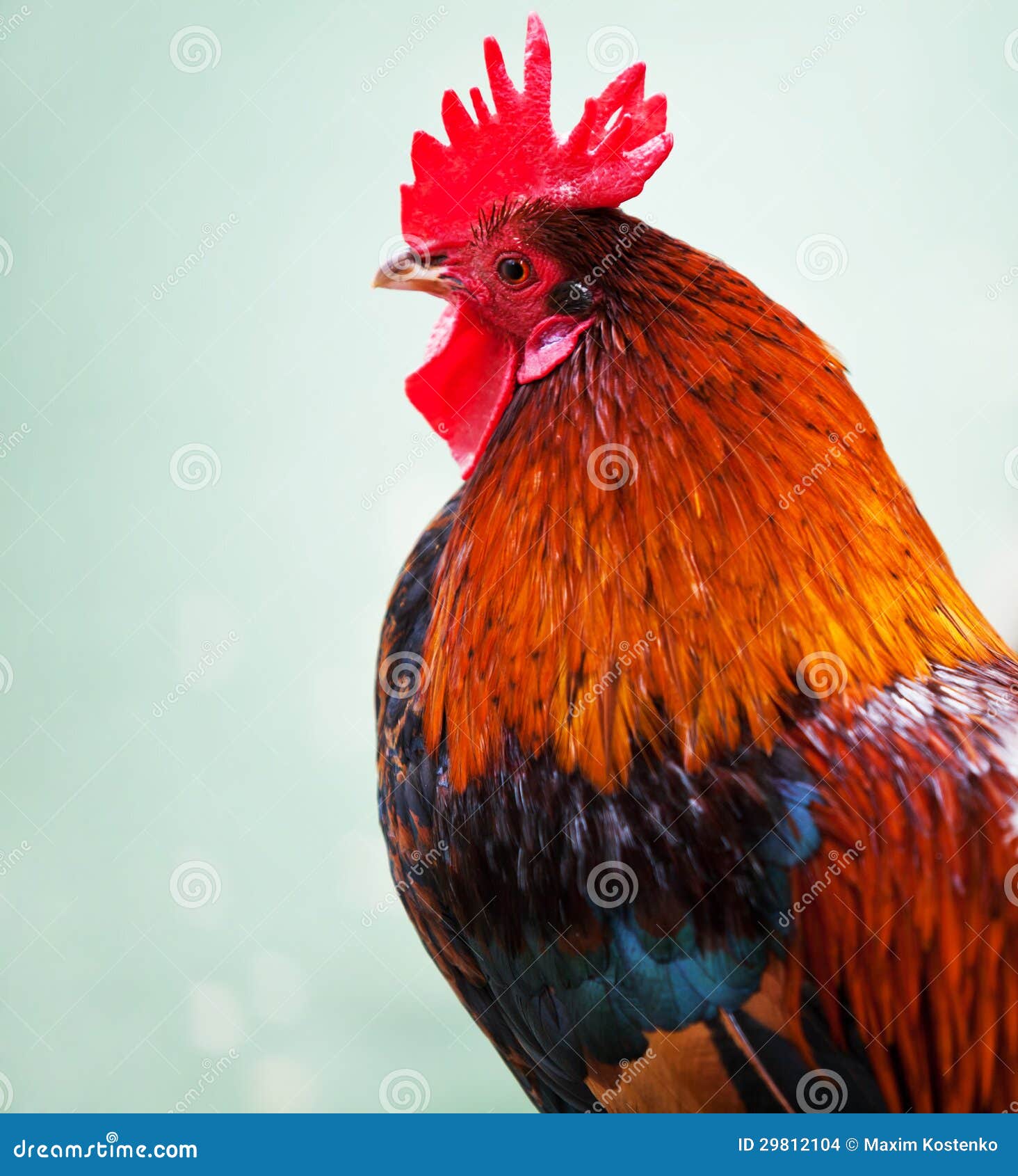 Red rooster stock photo. Image of motley, grand, meat - 29812104