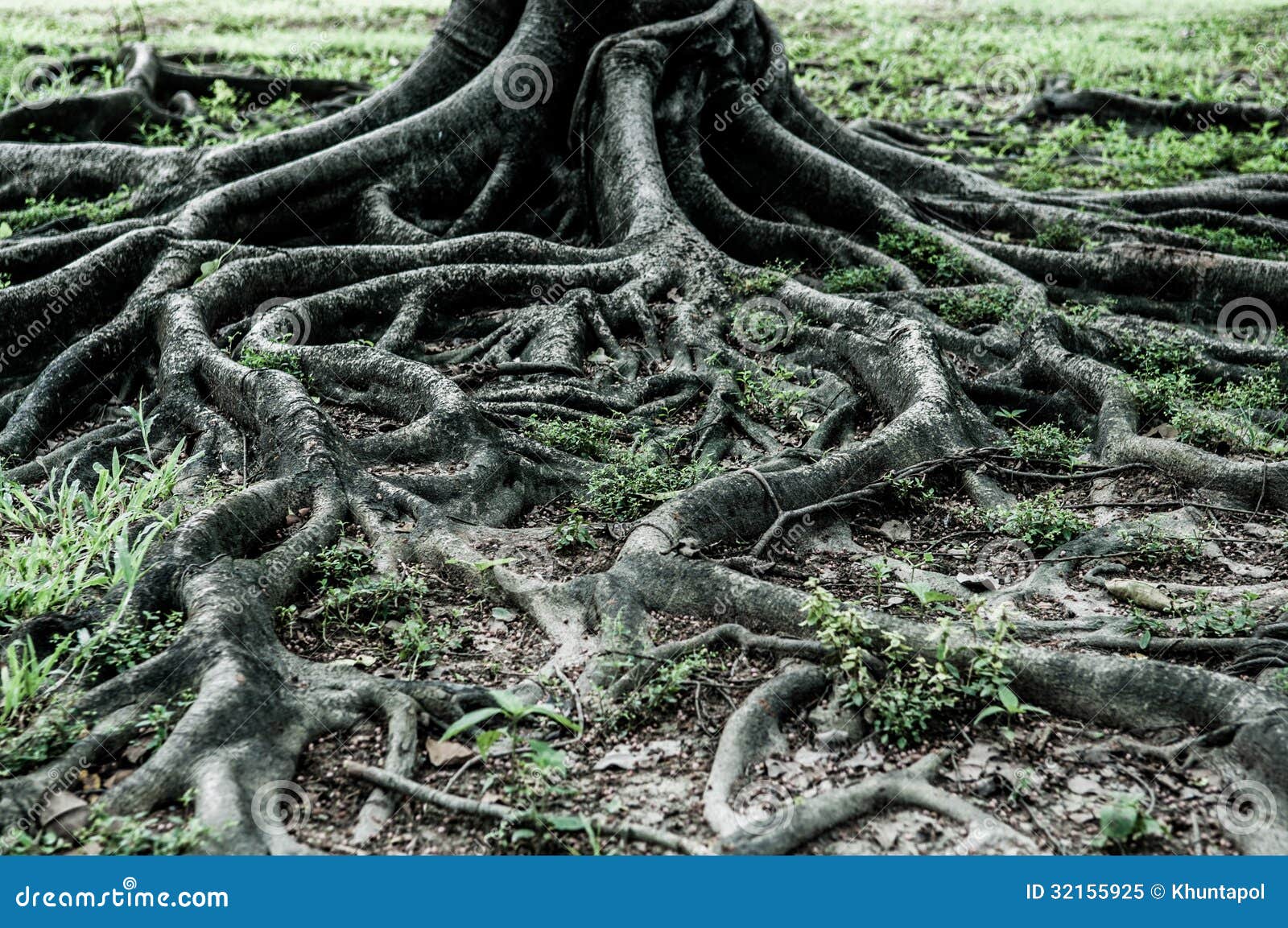 Closed Up Big Tree Roots Show Nature Concept Stock Image - Image of ...
